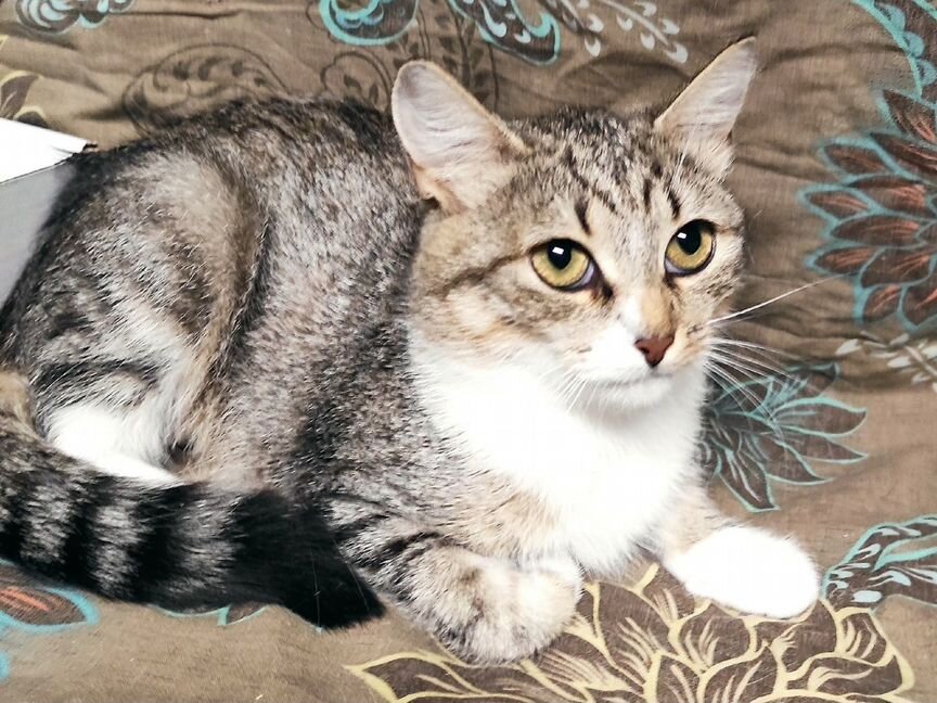 Две мегаласковые очень спокойные кошечки нет дома