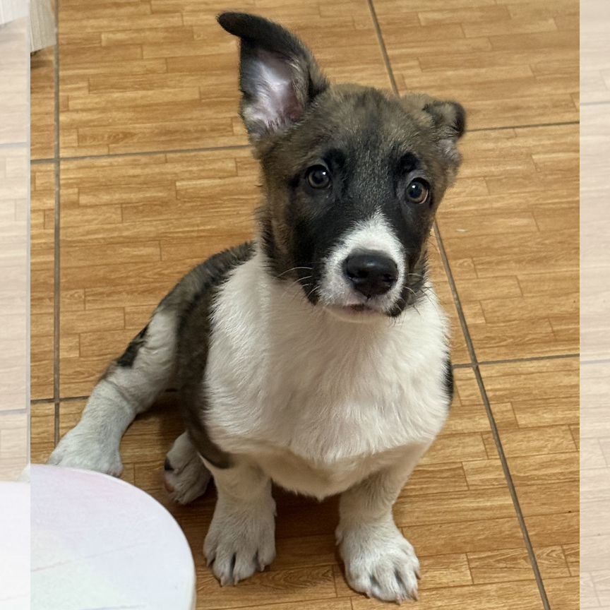 Щенок в добрые руки