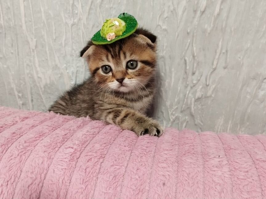 Шотландцы