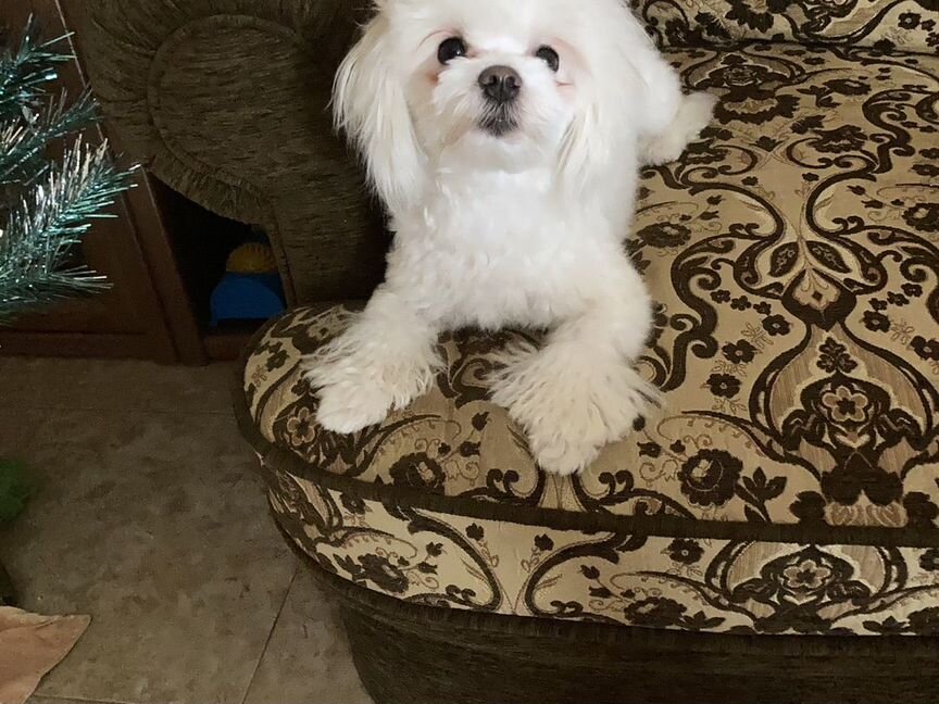 Мальтийская болонка мини