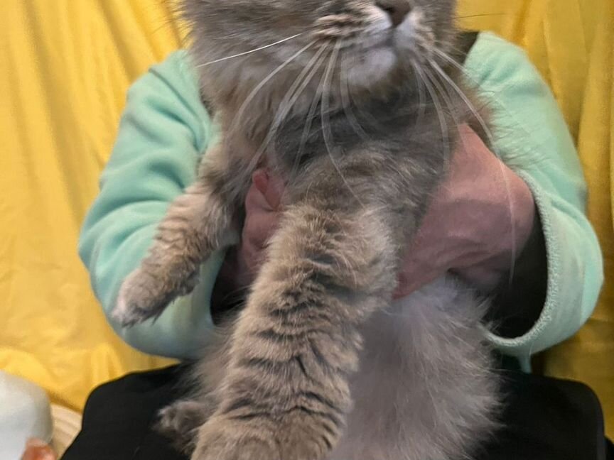 Кошечка шотландская вислоухая