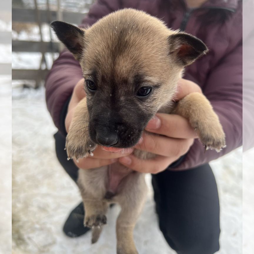 Лайка, щенок