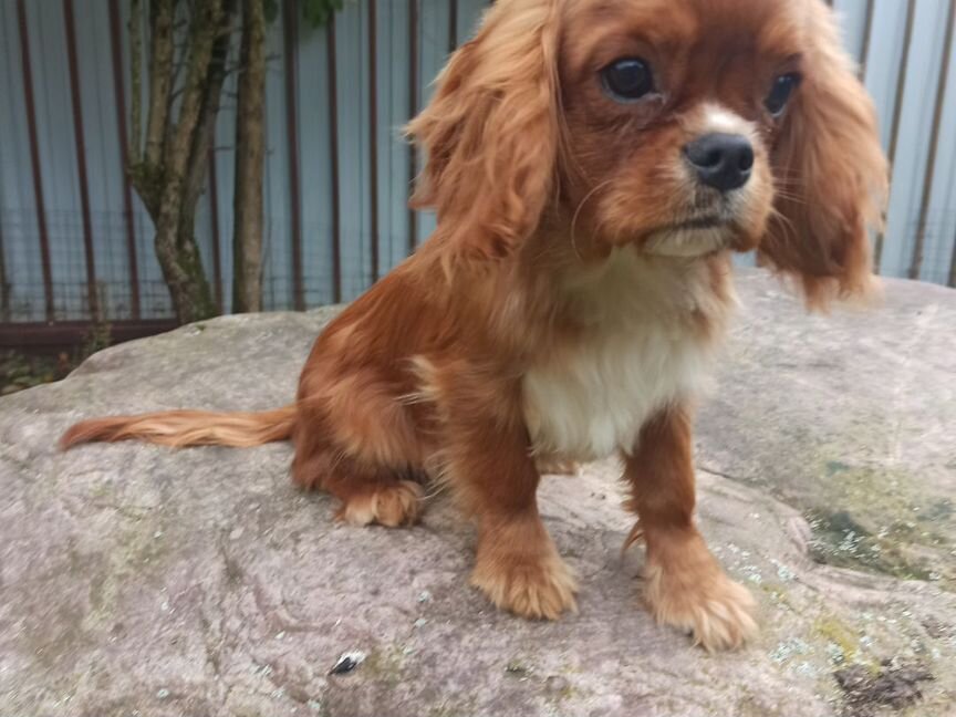 Девочка рубин