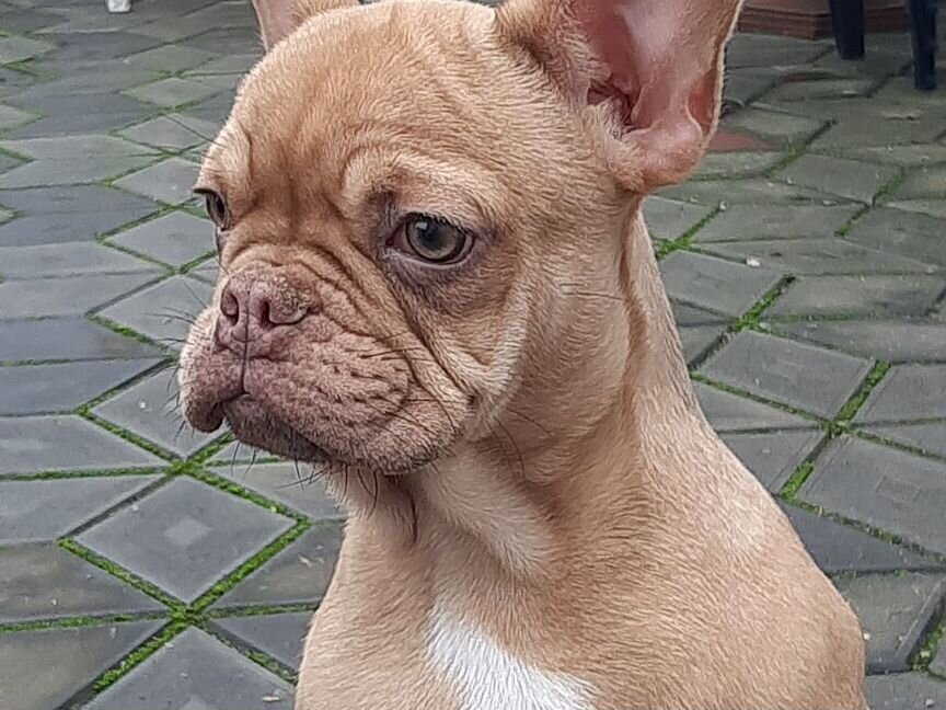 Мальчик в окрасе Шоко с зеленоватыми глазками