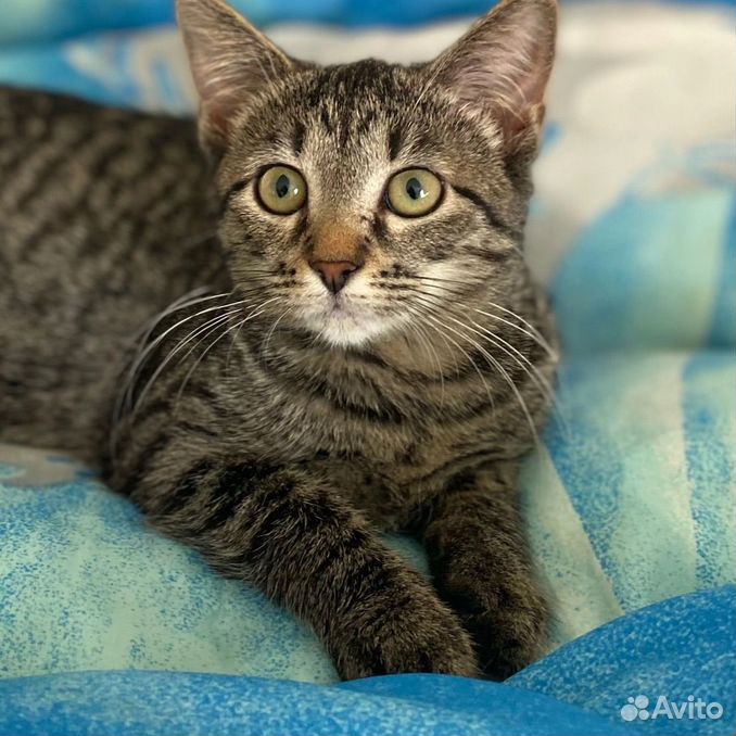 Тигруля в добрые руки