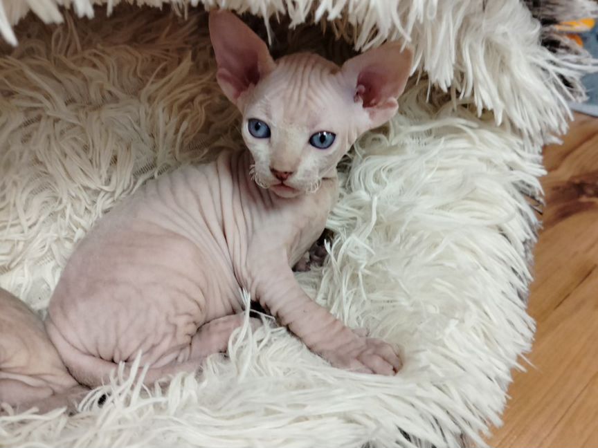 Канадский сфинкс котенок