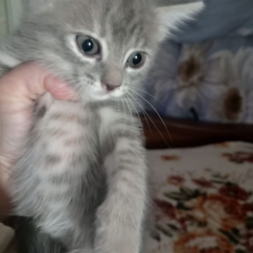 Отдам котёнка в хорошие руки)