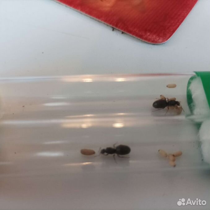 Lasius niger