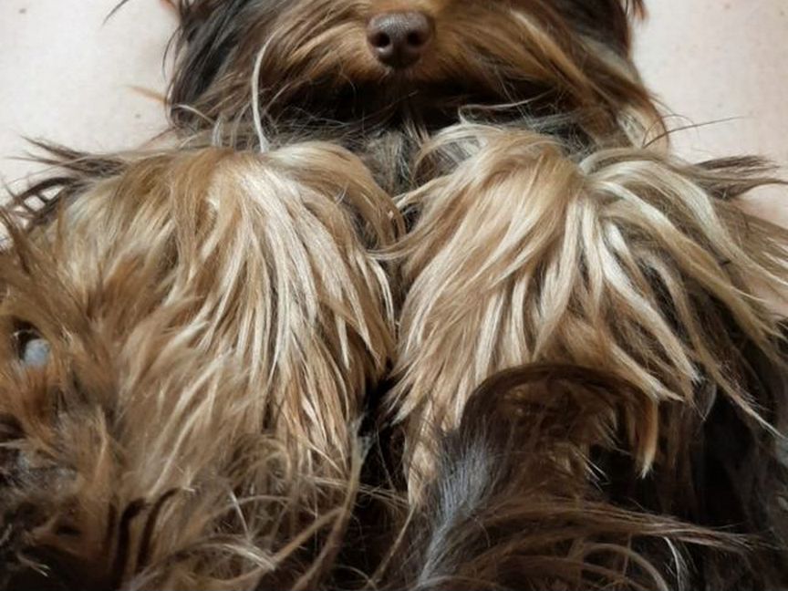 Шоколадный йорк мальчик 2 года 2.5 кг