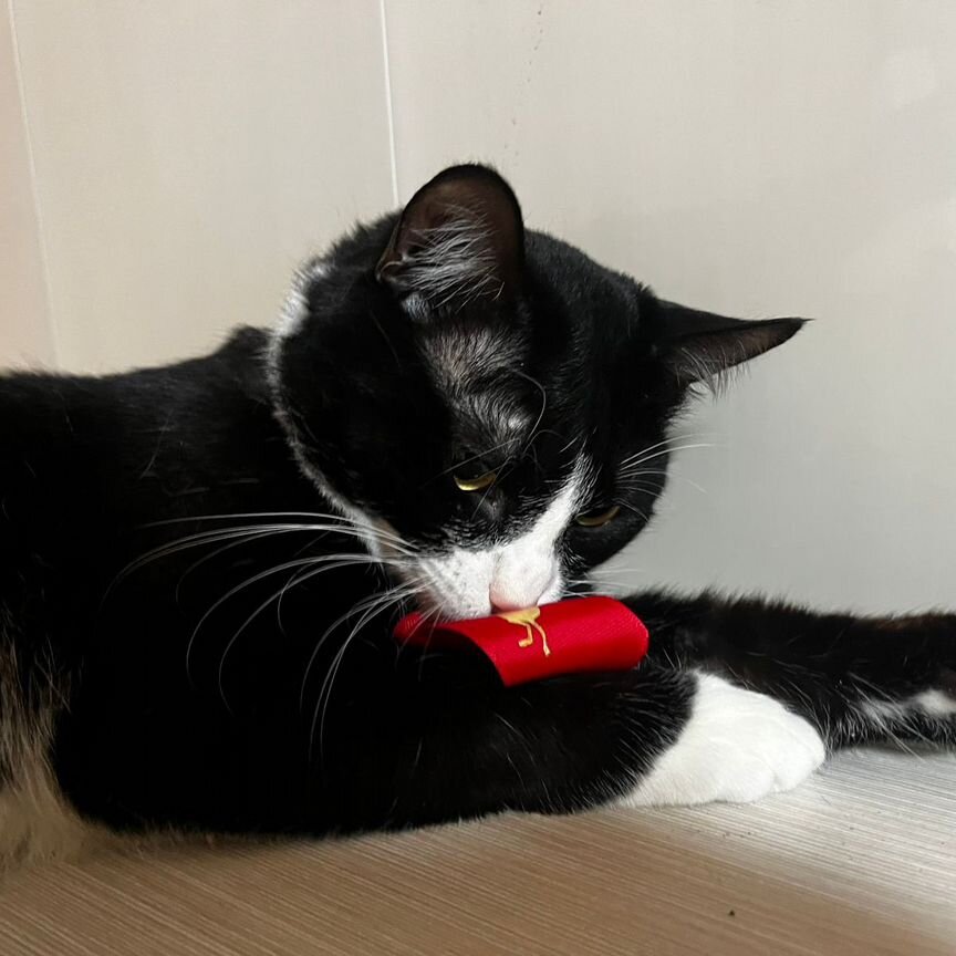 Котик в добрые руки