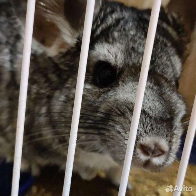 Шиншилла парочка