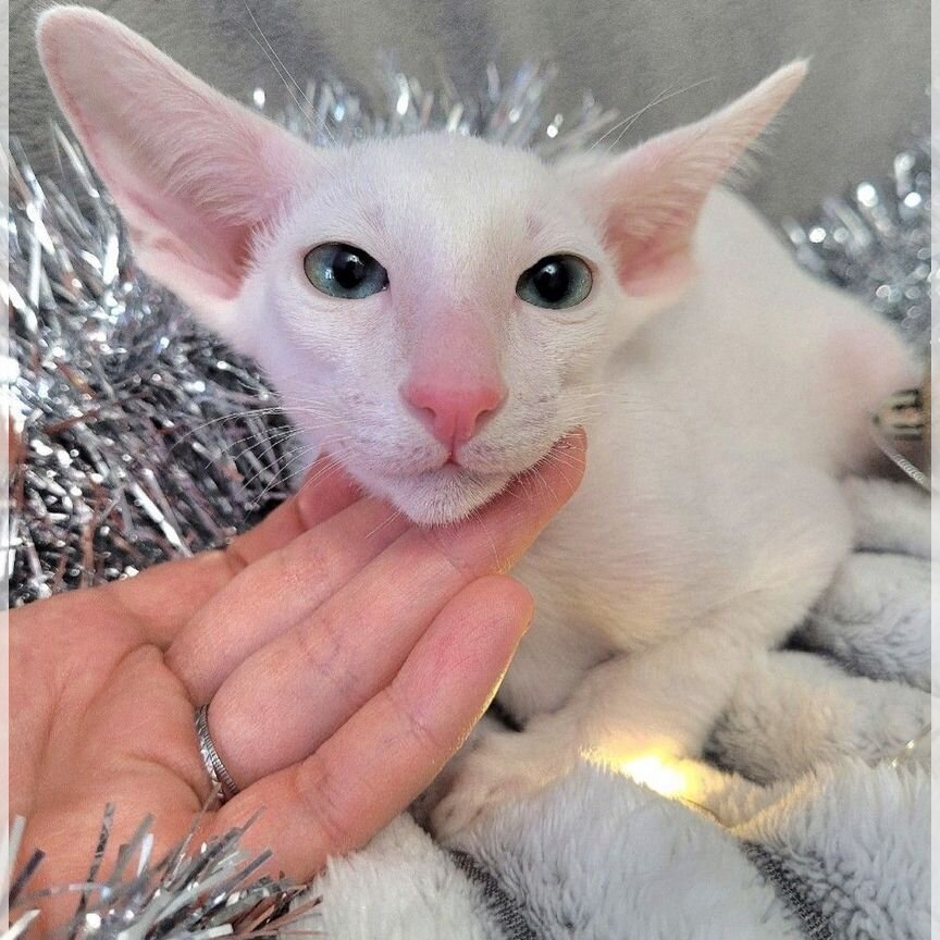 Ориентальный котёнок