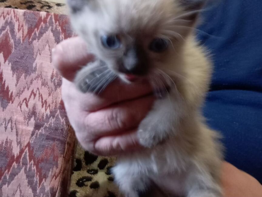 Котята в добрые руки бесплатно