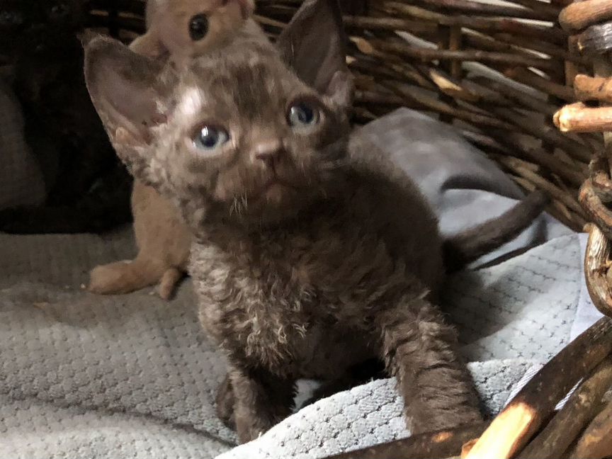 Котята девон рекс