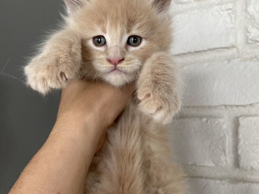 Мейн-кун крем