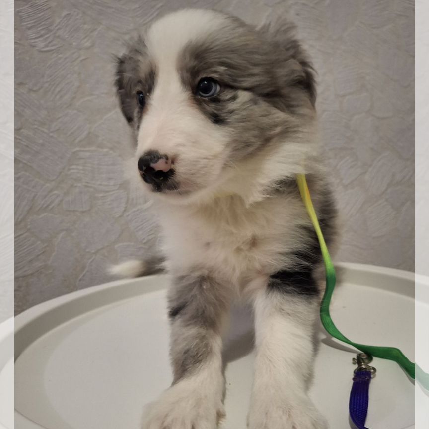 Бордер-колли, щенок