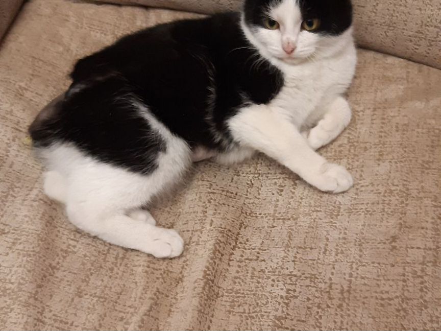 Кошечка, которая верит в своё будущее