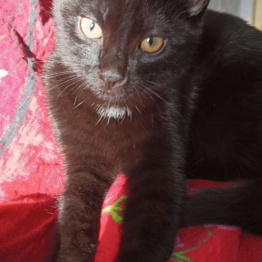 Котёнок