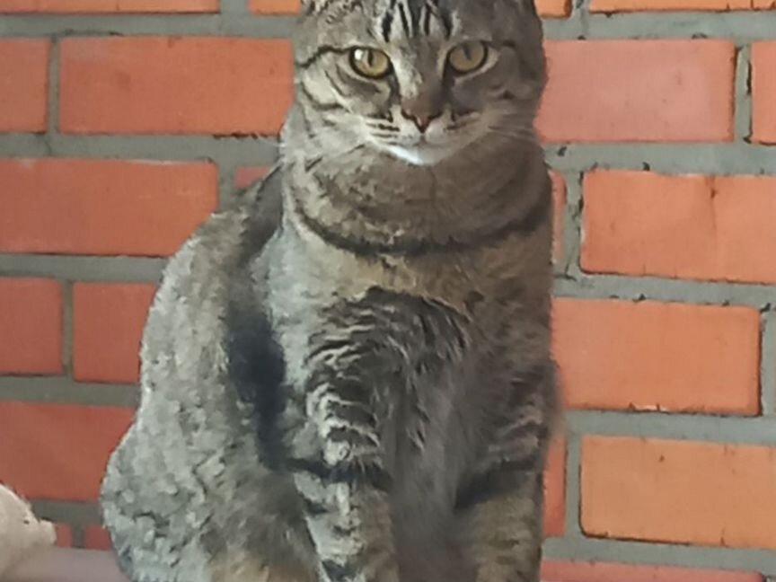 Кот в добрые руки