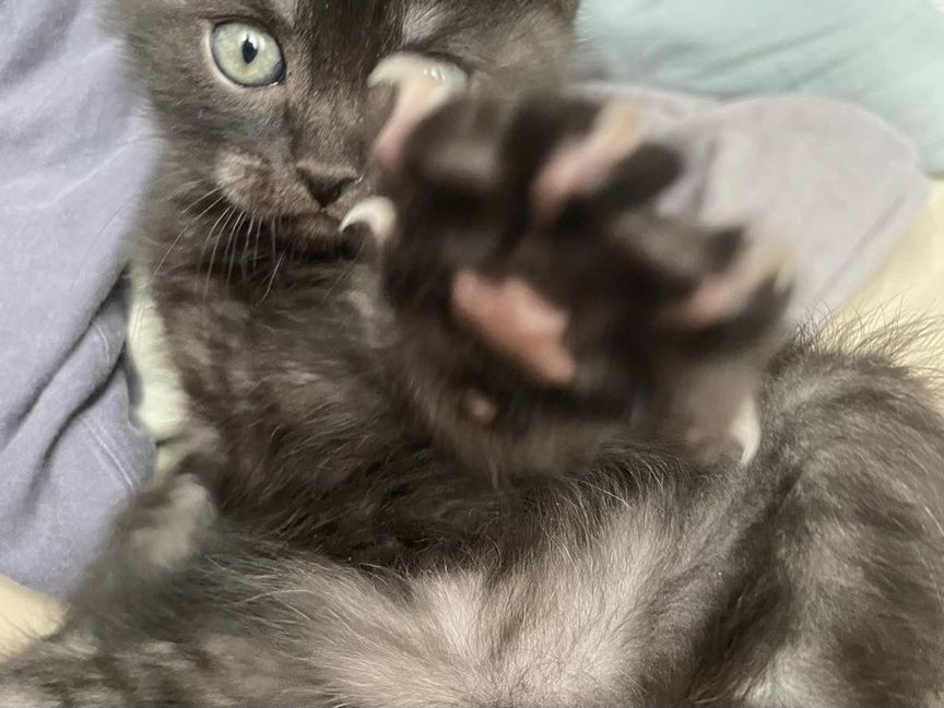 Котик