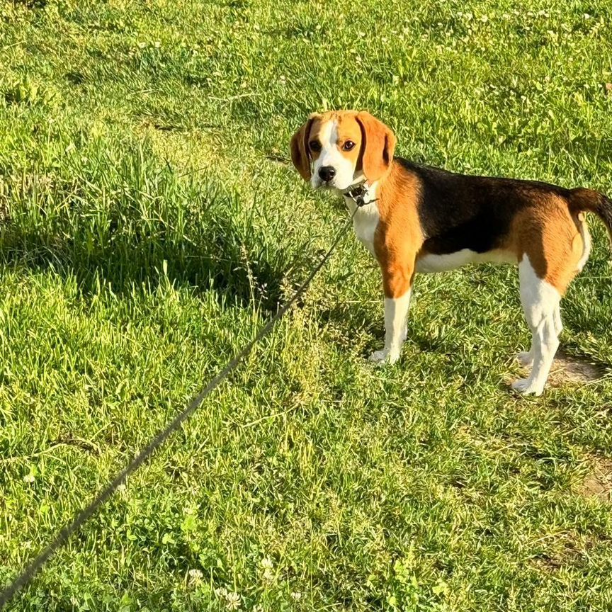 Бигль в добрые руки