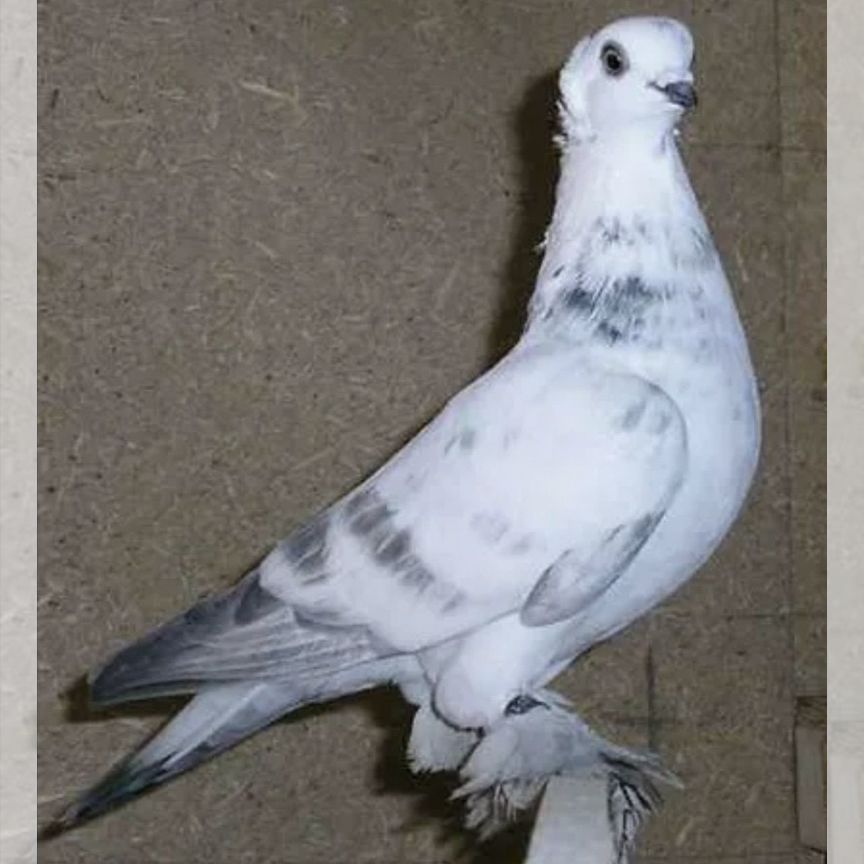 Голубь типлер