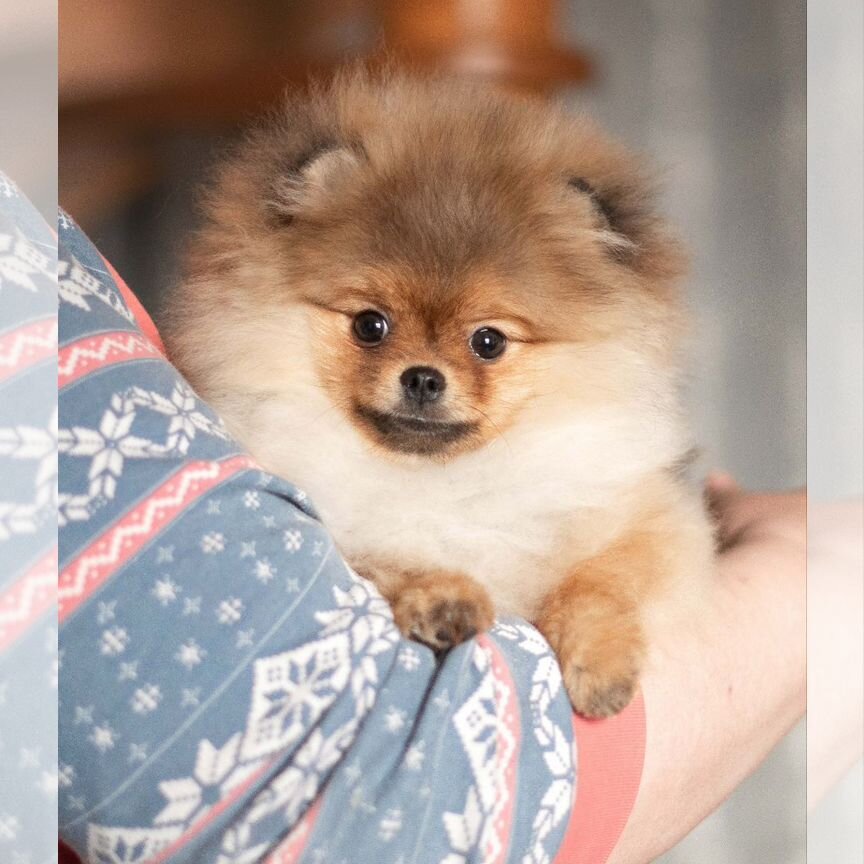 Малышка помераночка