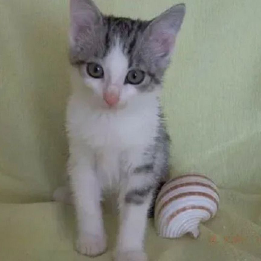 Котенок мальчик бесплатно