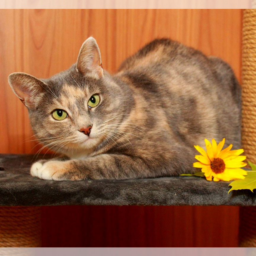 Взрослая кошка в добрые руки