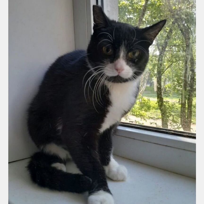 Кошке очень нужен дом
