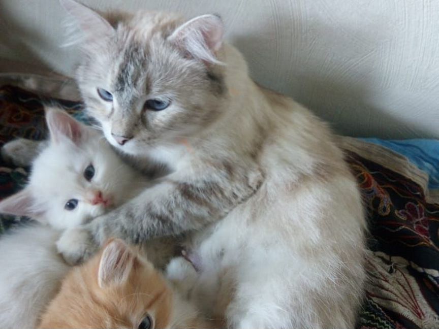 Продаю котов в хорошие руки