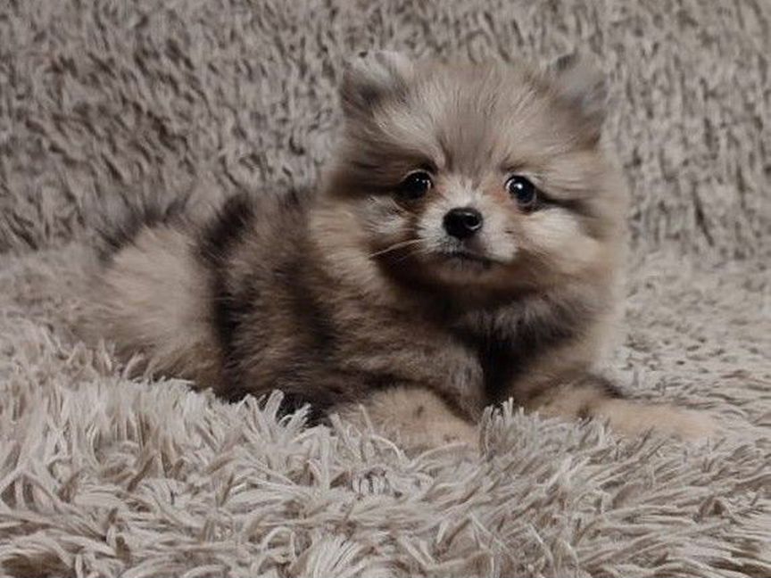 Шпиц Мрамор