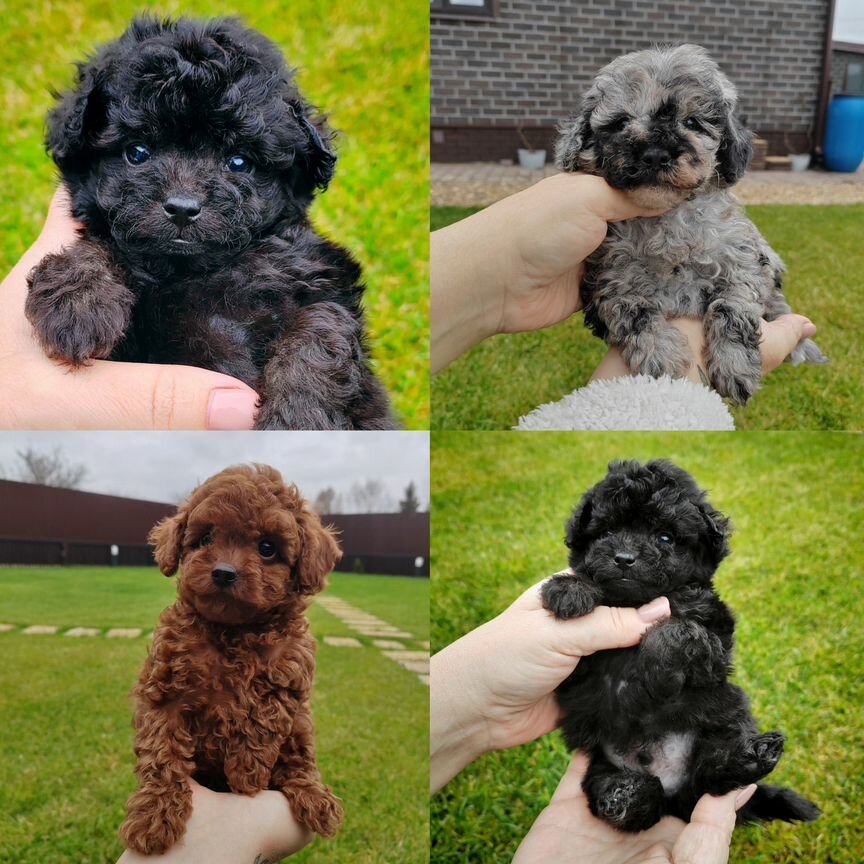 Той-пудель, щенок