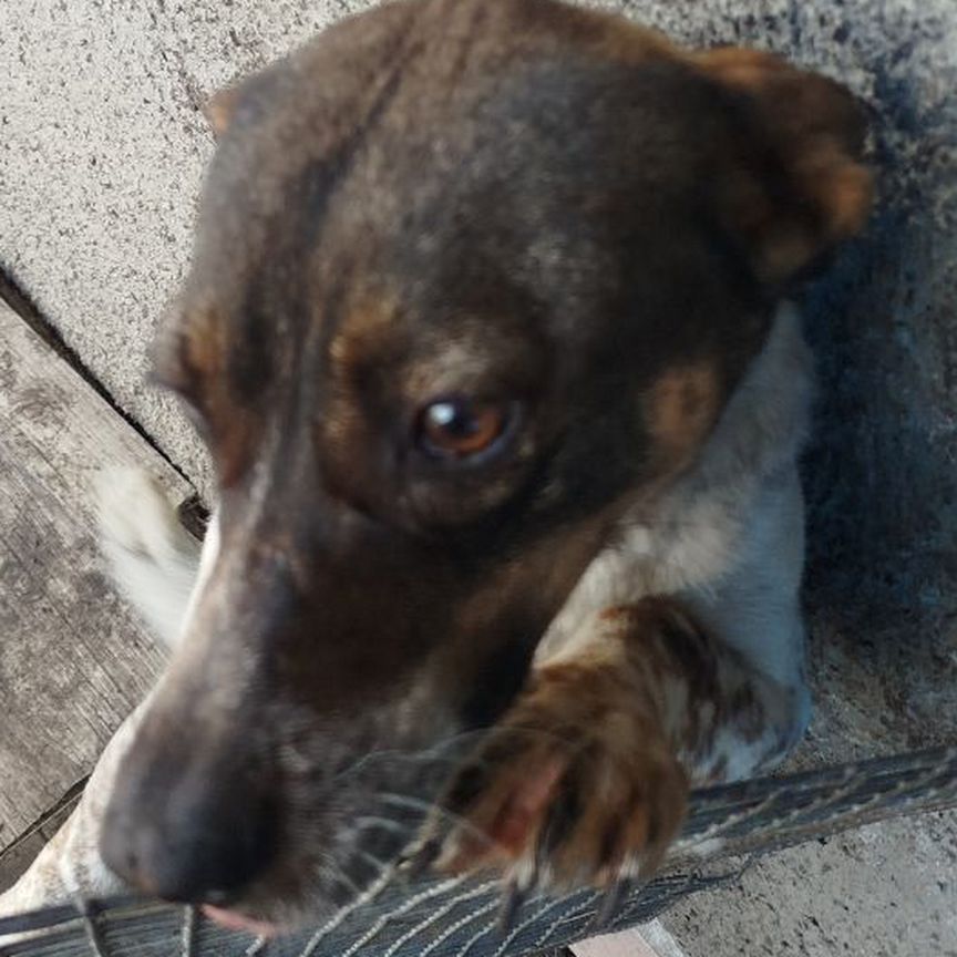 Щенок в добрые руки