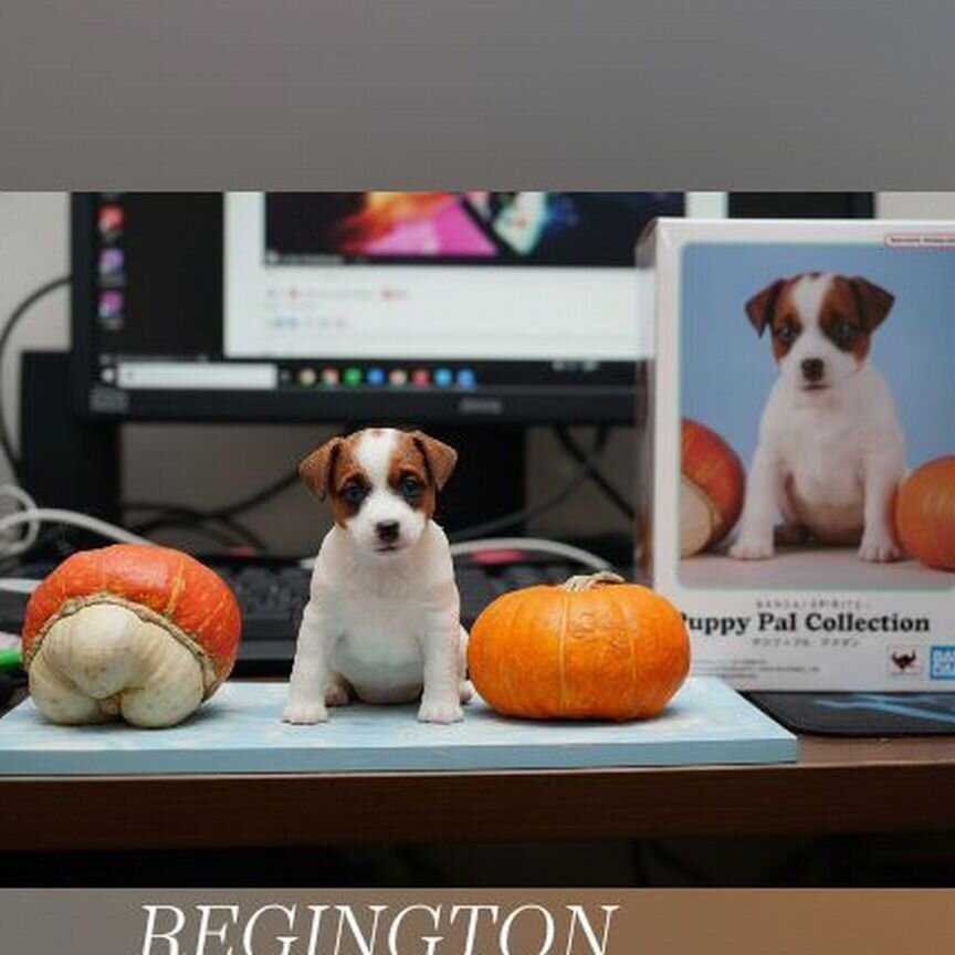 Джек-рассел-терьер, щенок