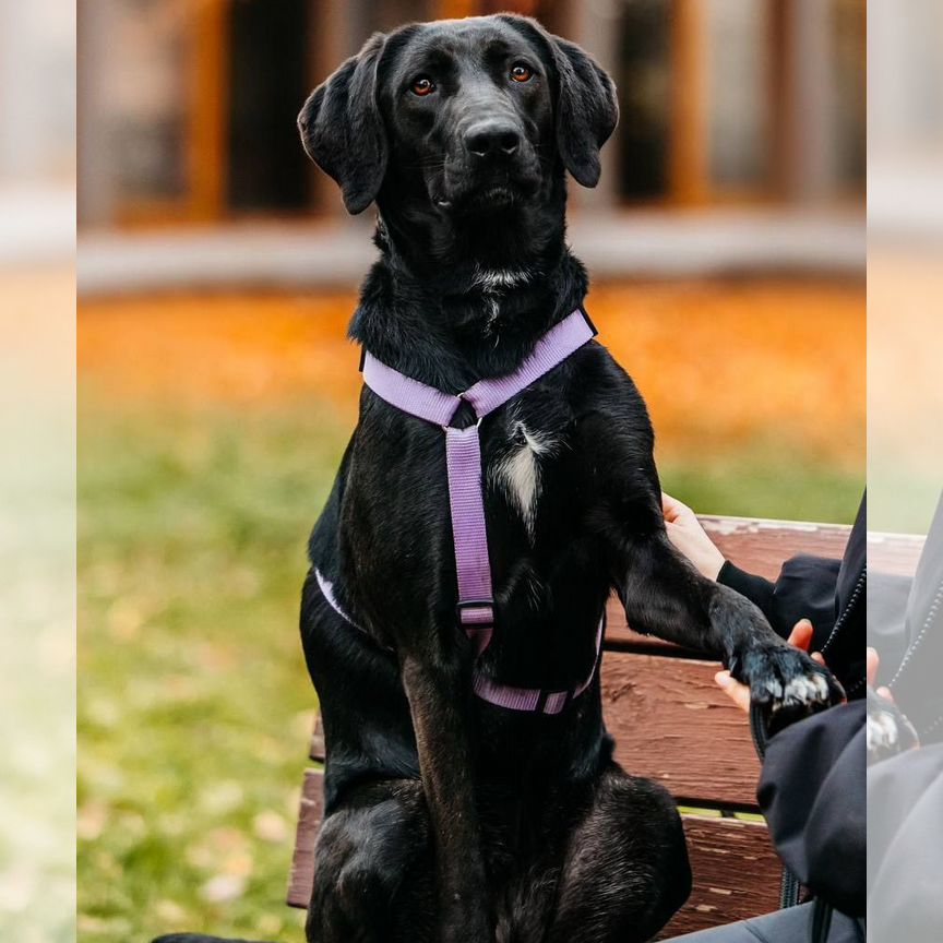 Взрослая собака в добрые руки