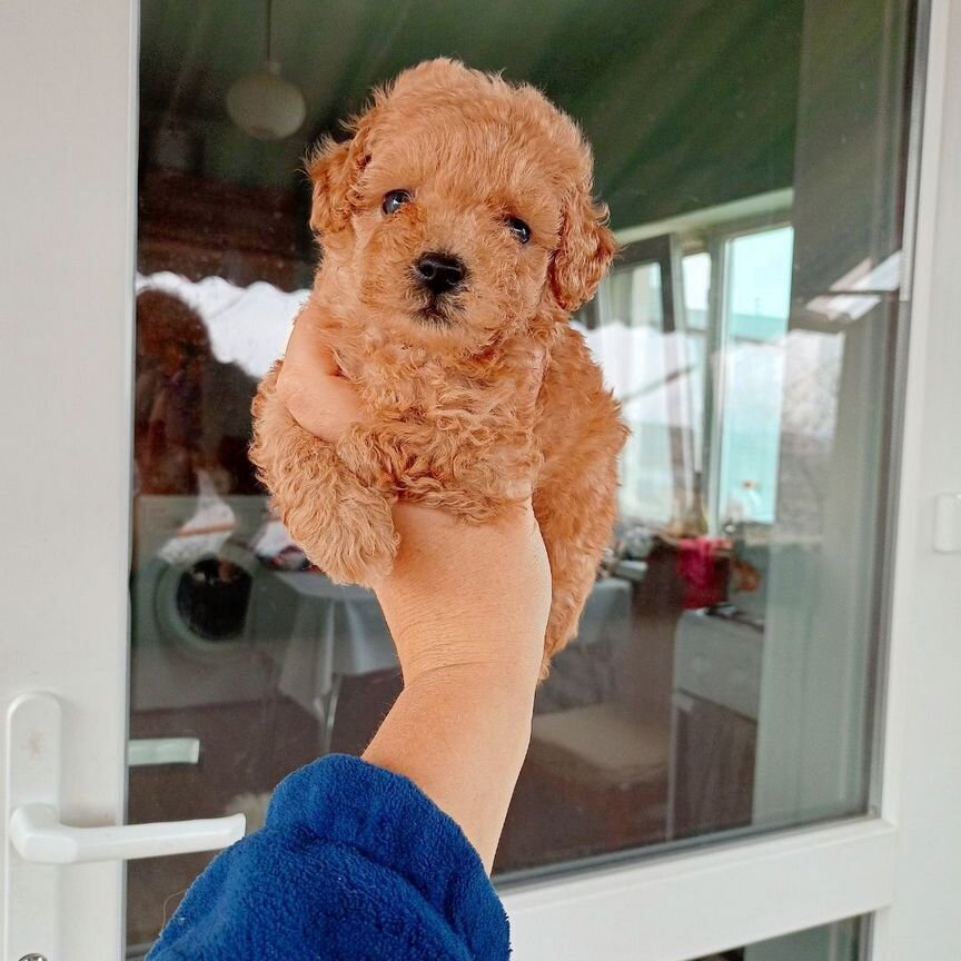 Той-пудель мальчик