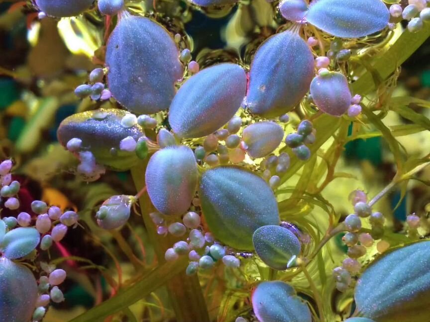 Аквариумное растения пистия