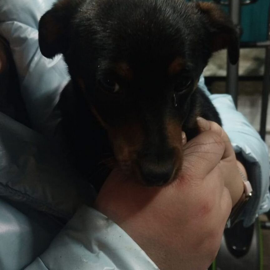 Щенок охотничий (норной)