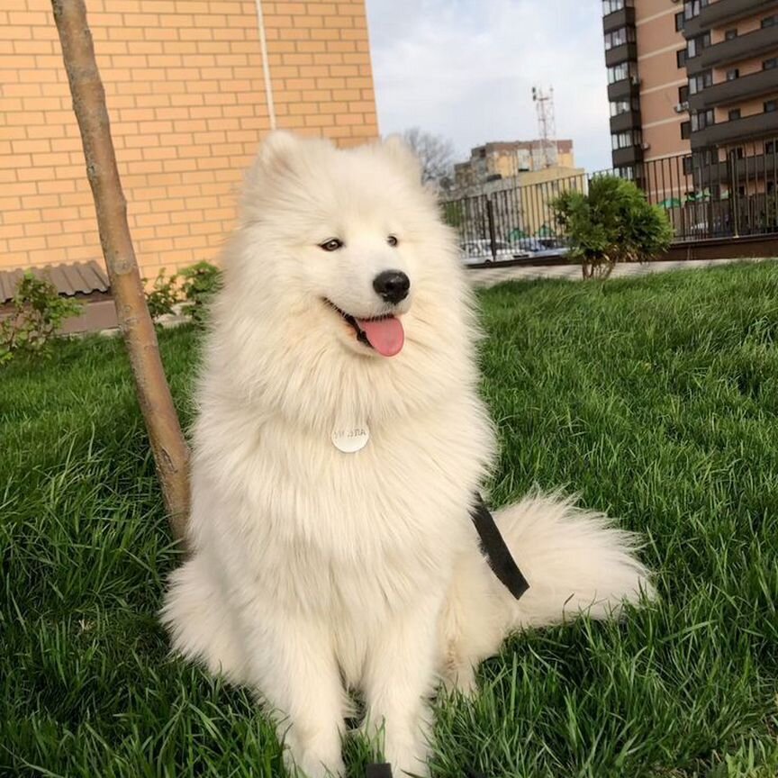 Самоед в добрые руки