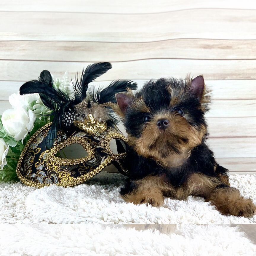 Йоркширский терьер, щенок