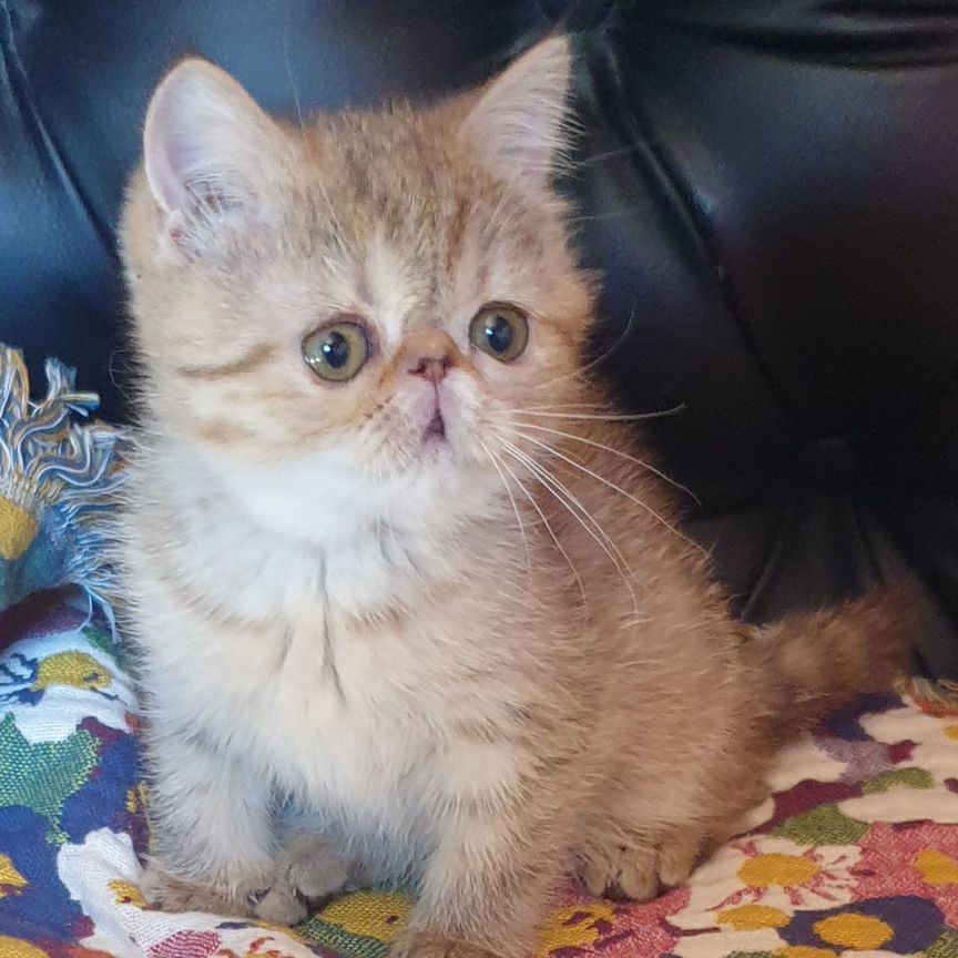 Экзотический короткошёрстный котёнок