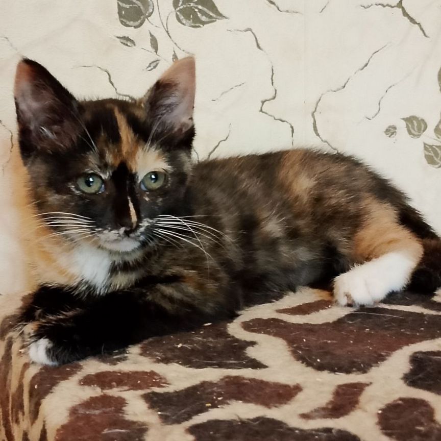 Ищем дом котятам