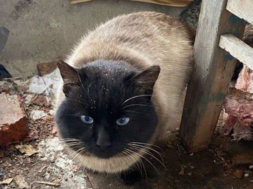 Котики ищут дом