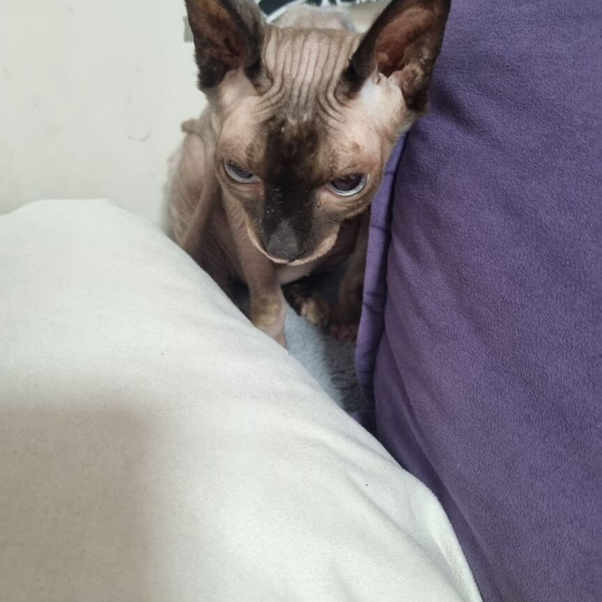 Канадский сфинкс отдам в добрые руки