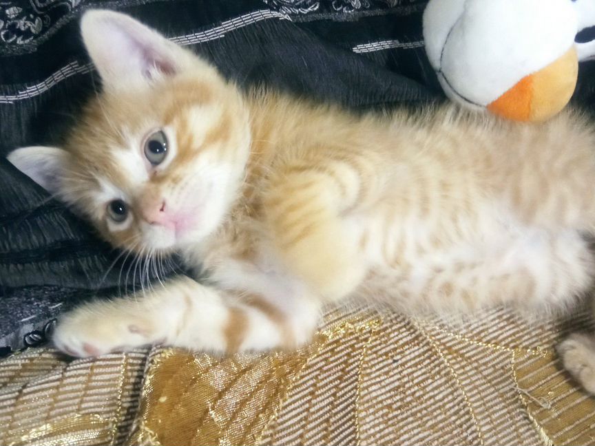 Кошка