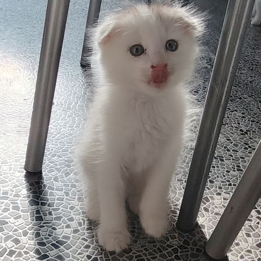 Мэнкс котёнок