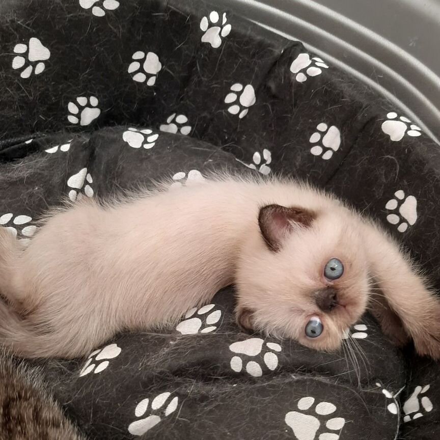 Котята Экзоты