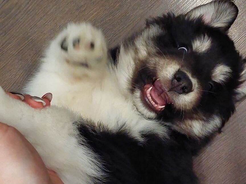 Собака в добрые руки отдам бесплатно