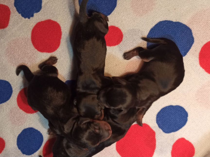 Девочки цвергпинчера с родословной РКФ